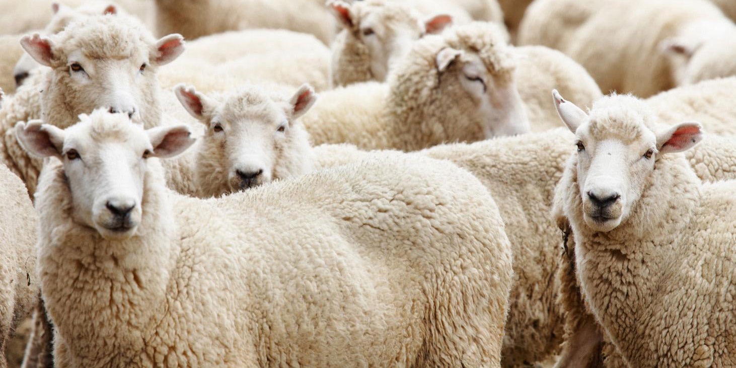 2025 Kurban Bayramı: Bayram Süresi ve Merak Edilen Detaylar - Son Dakika 24